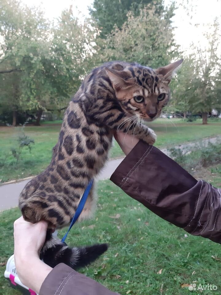 Бенгальское счастье