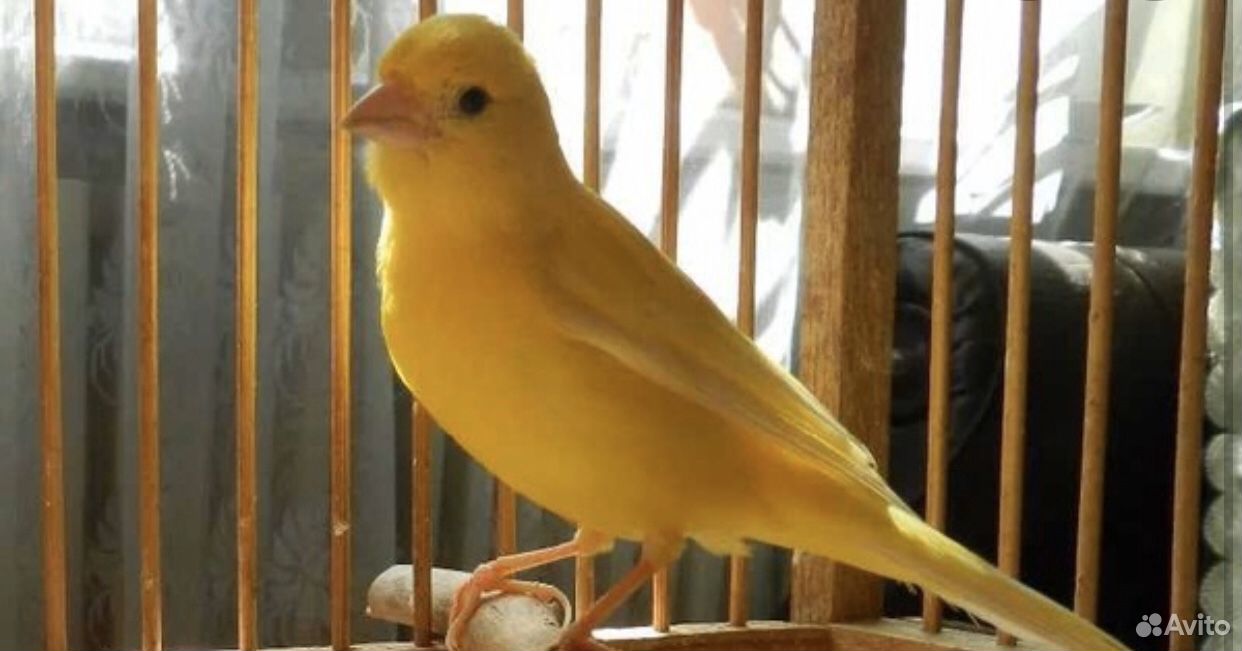 Канарейки элитные певчие