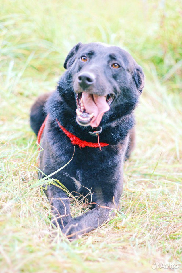 Умна собака Герда ищет дом