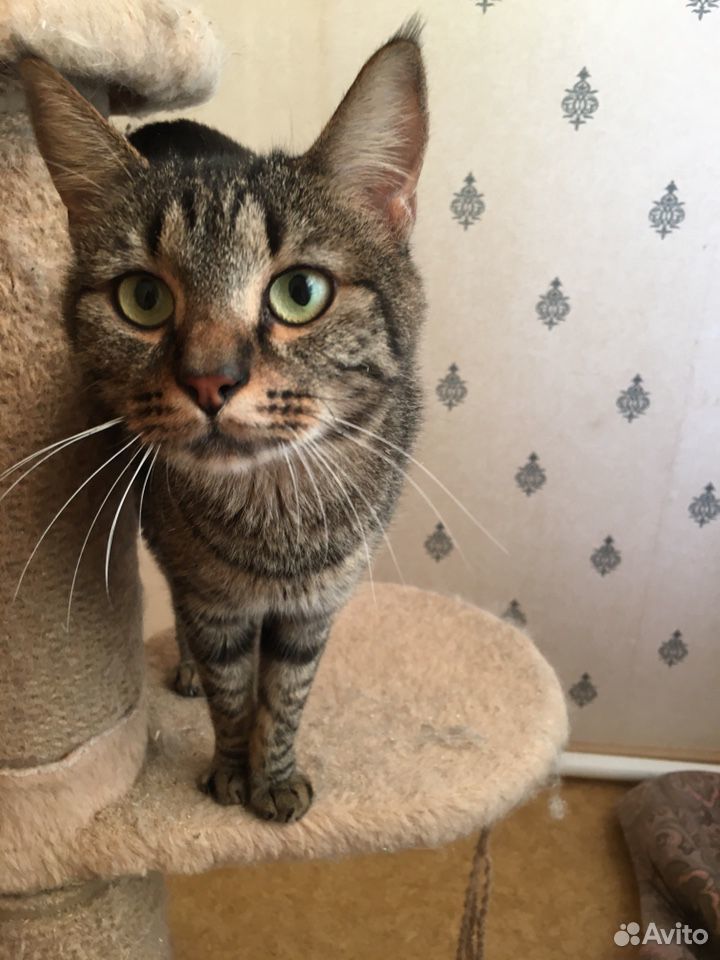 Котенок Мурзик