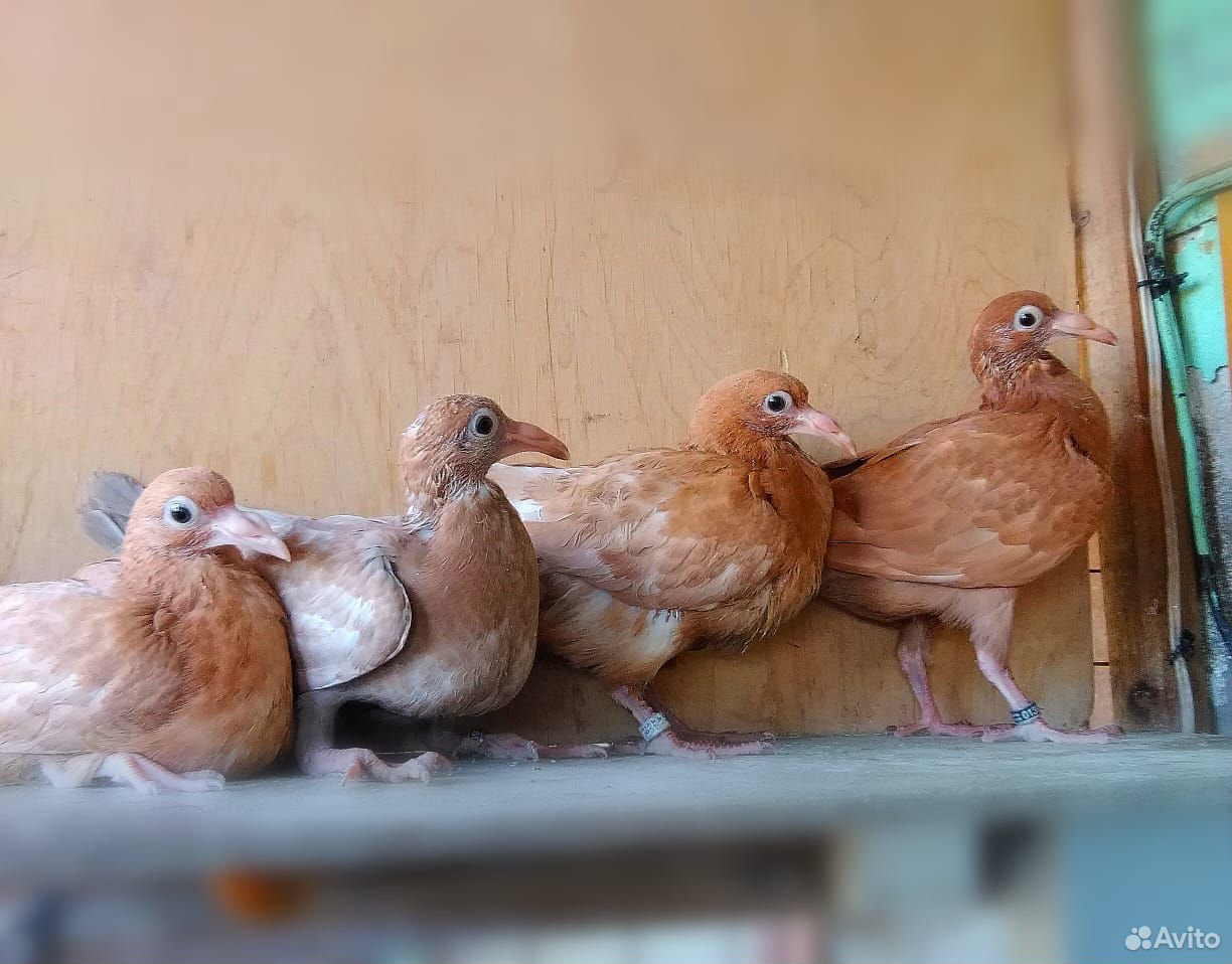 Голуби различных пород