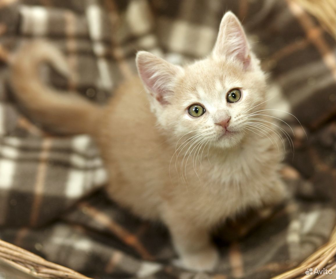 Рыжик ищет семью