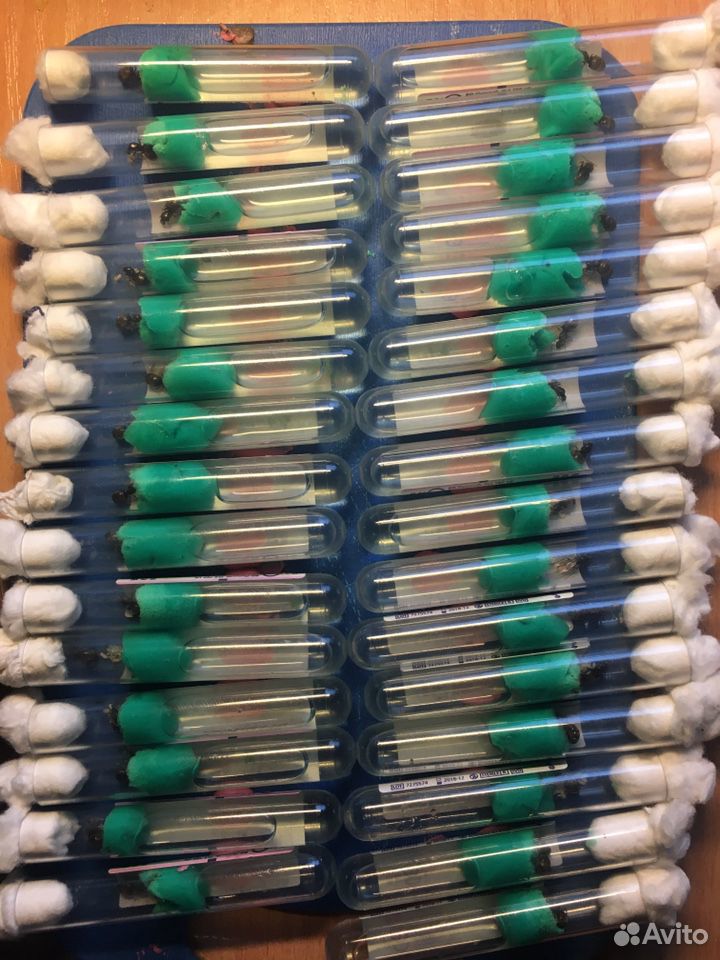 Муравьи Lasius Niger