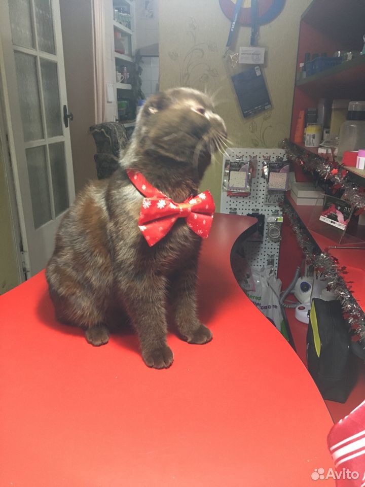 Кот