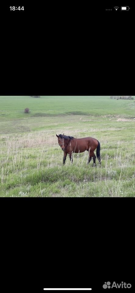 Жеребец Кабардинской породы 5лет