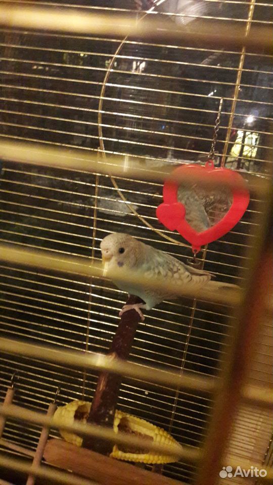 Волнистик девочка 3 месяца