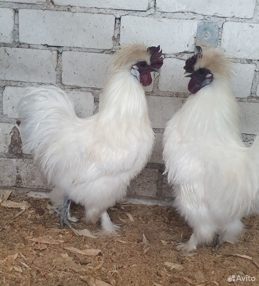 Курица: Китайская Шелковая, Феникс, Брама