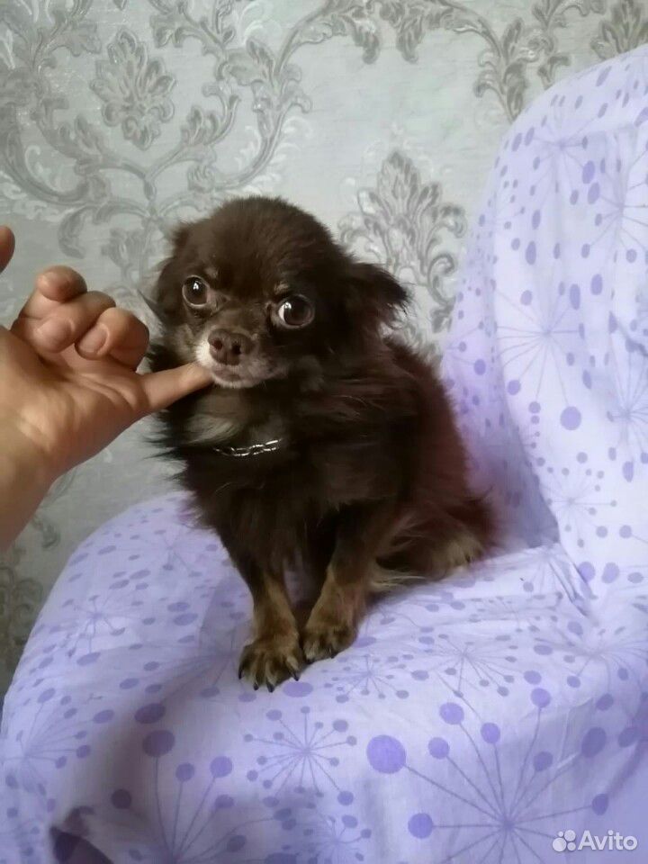Кобель 2 года