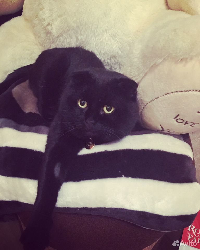 Кот на вязку