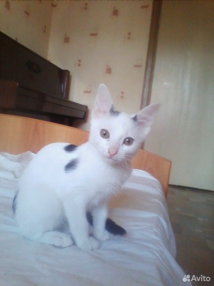 Котенок Пятачок