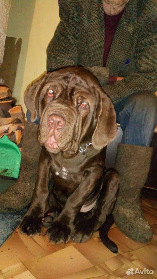 Мастино мастиф. щенок