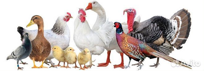 Домашняя птица