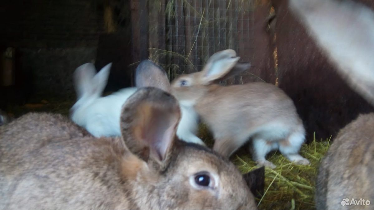 Кролик и нутрия