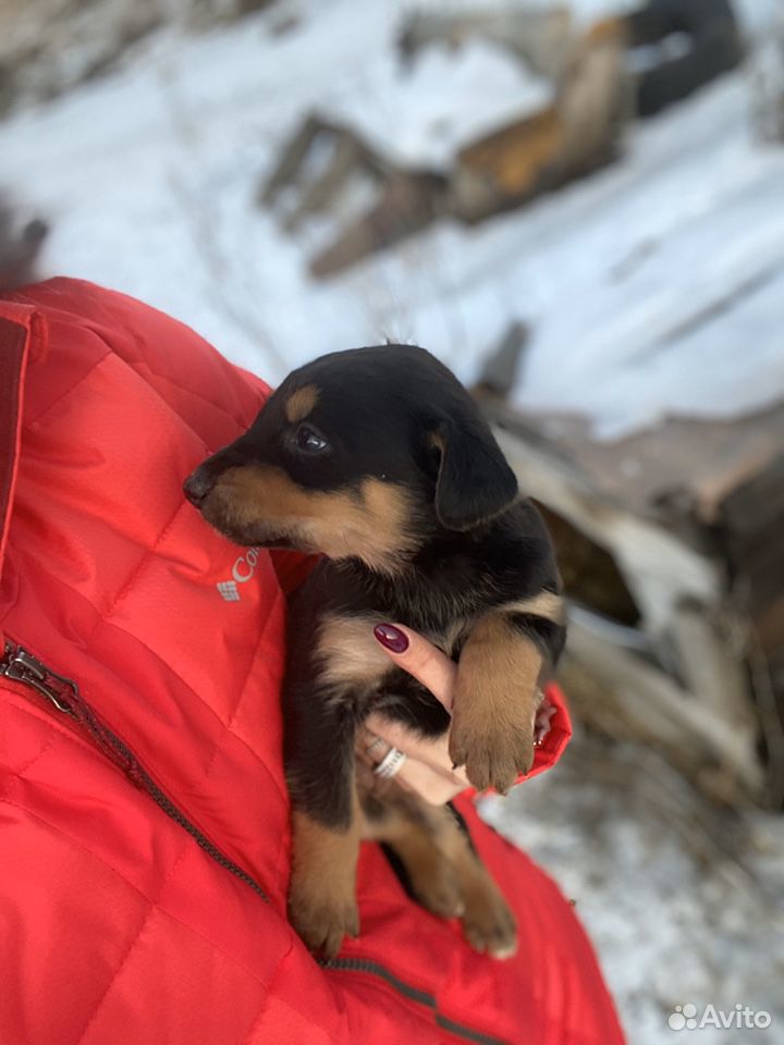 В добрые руки щенки