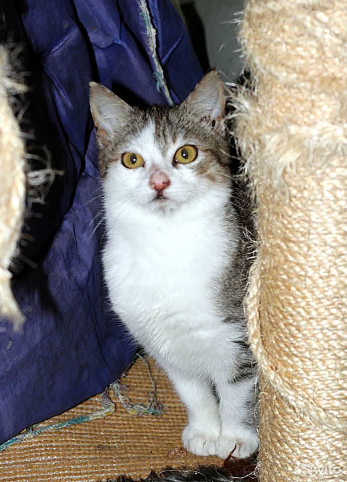 Светик ждет укотовителей-родителей)