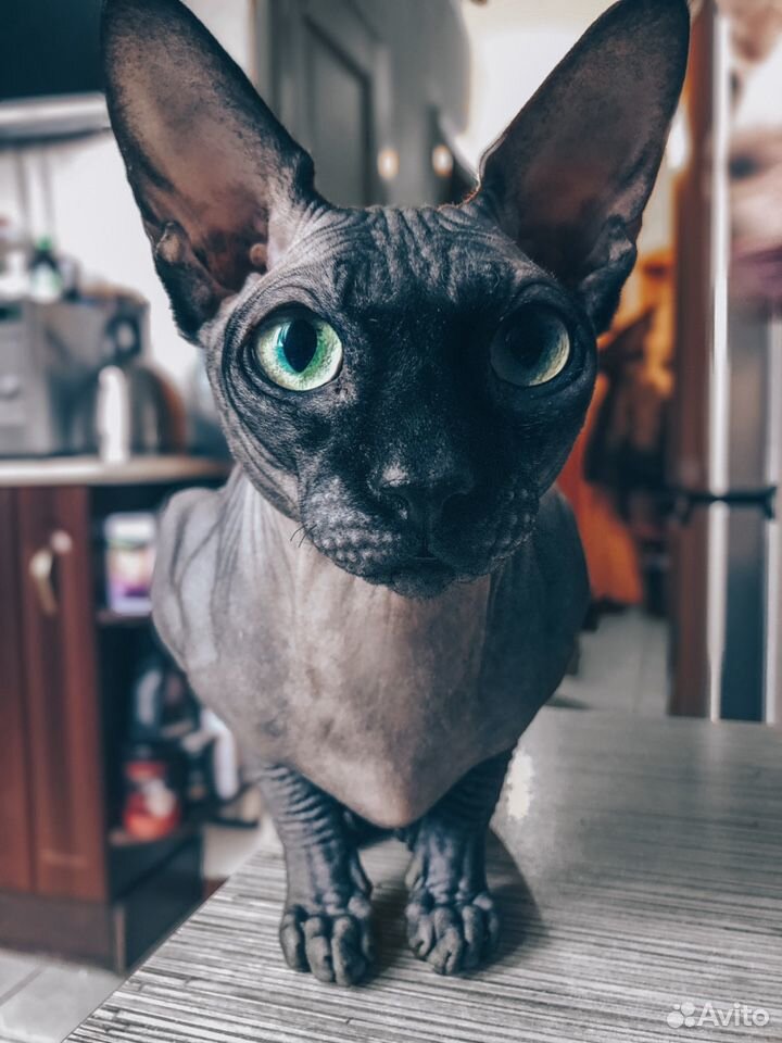 Канадский сфинкс вязка