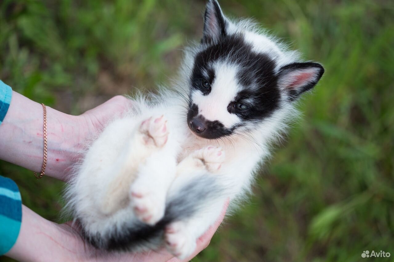 Песцы и другие животные