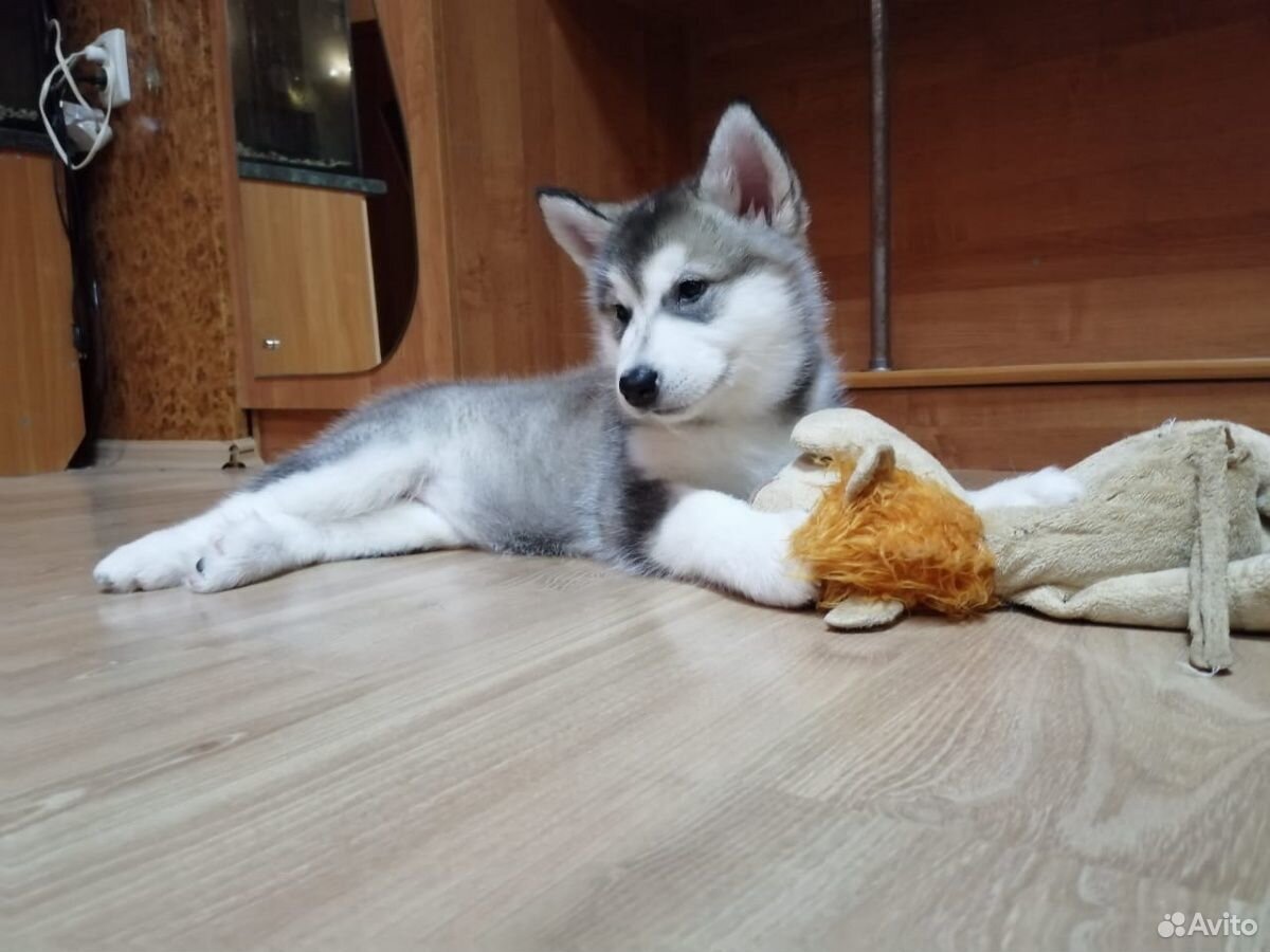 Шикарный маламутики