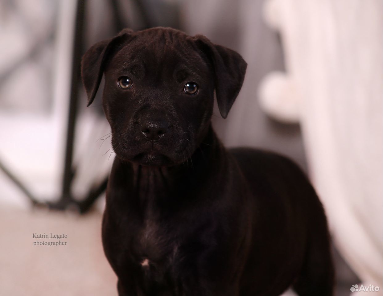 Чёрная пантера