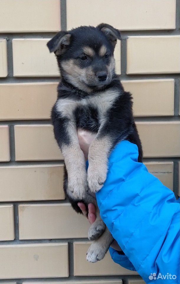 Щенок девочка в добрые руки, возраст 1,5 месяца, о