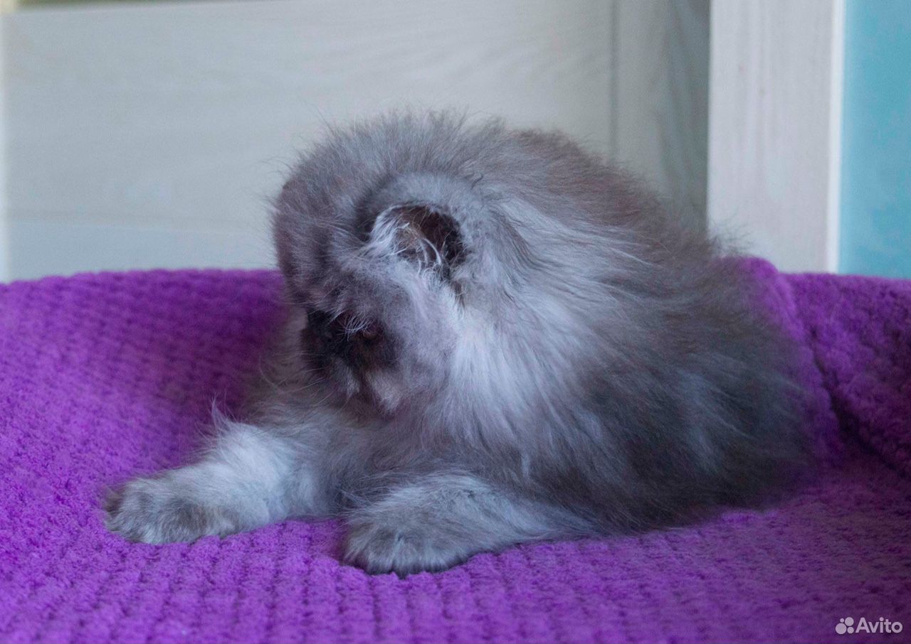 Очаровательный Персидский мальчик