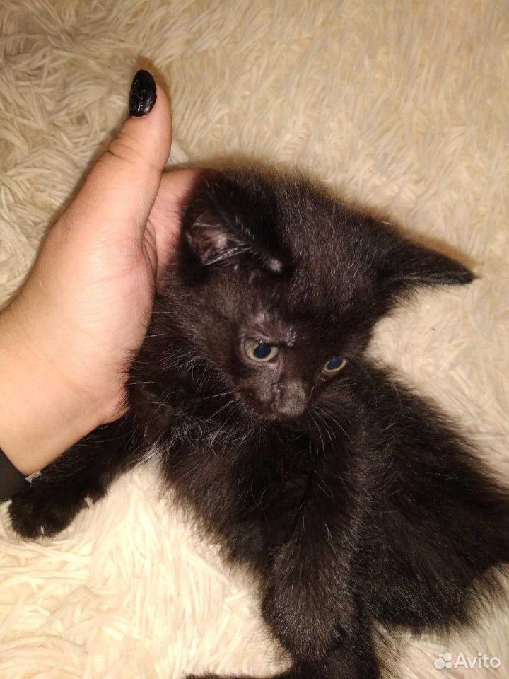 Кошка