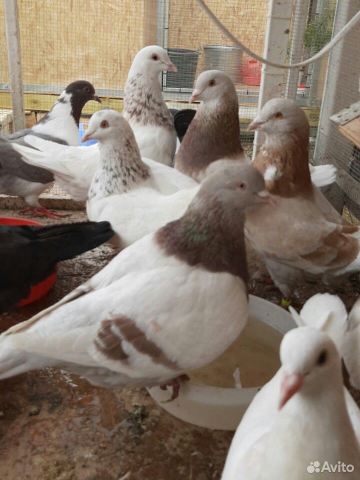 Голуби техасский тексан