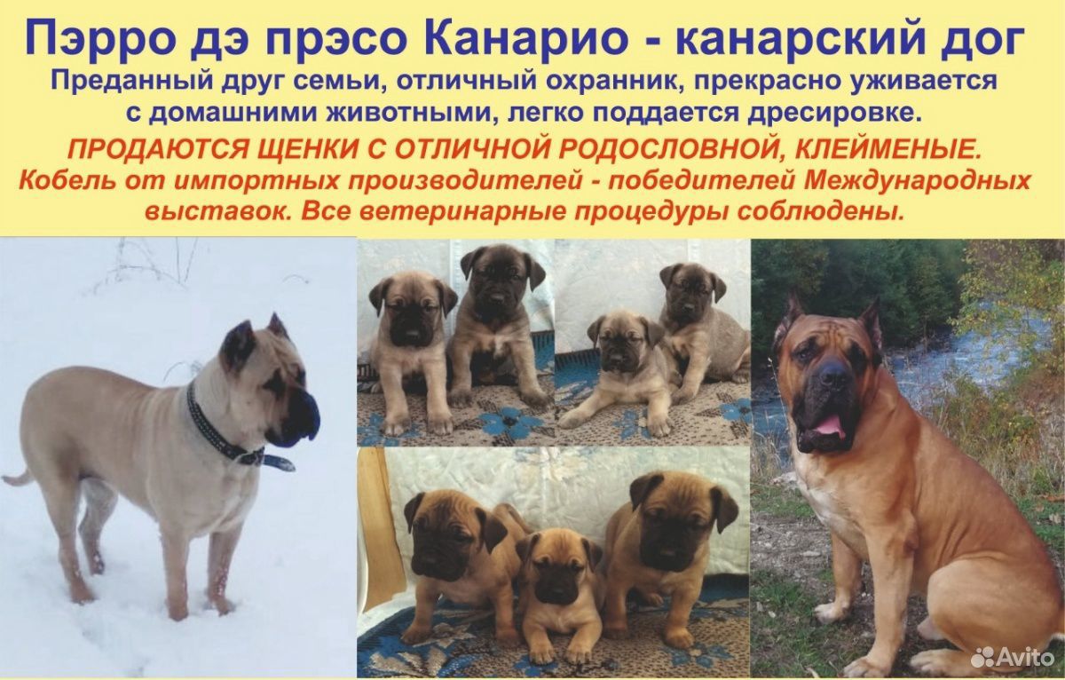 Канарский дог