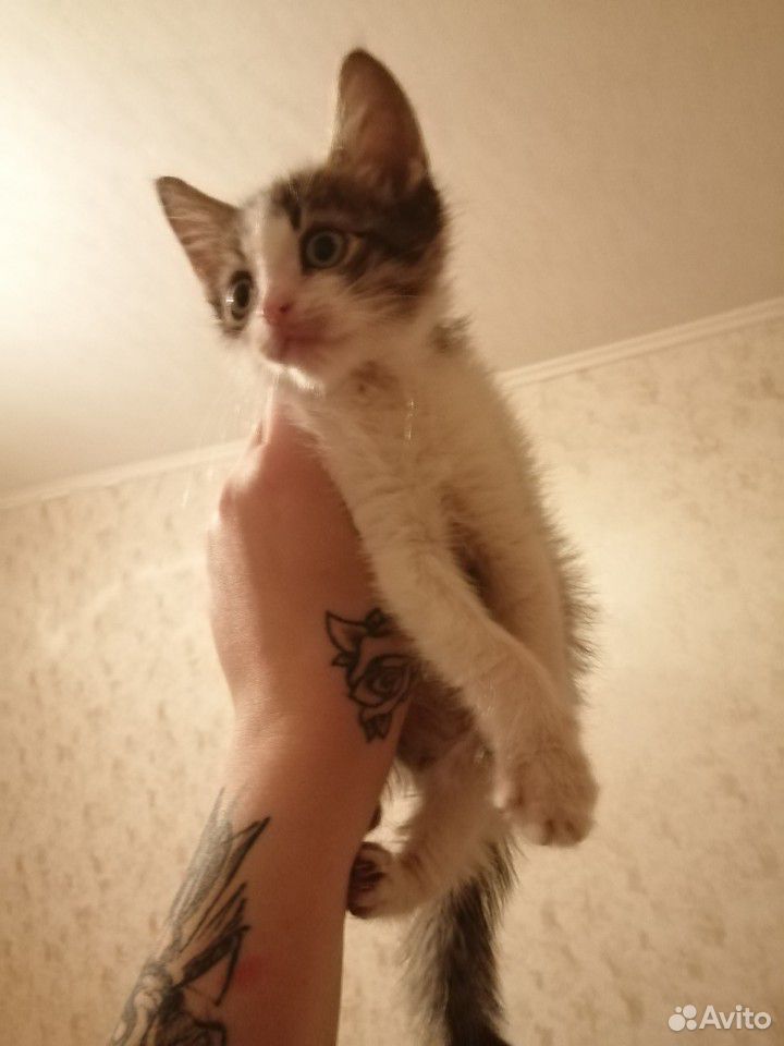 Котенок