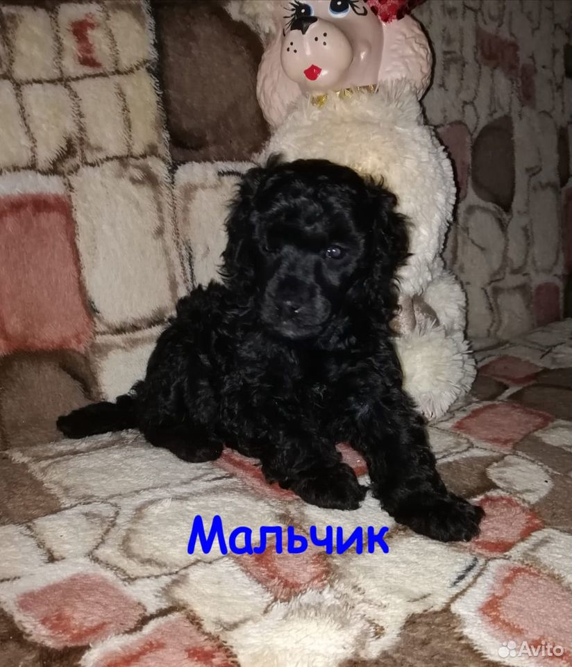 Пудель малый чёрный мальчик
