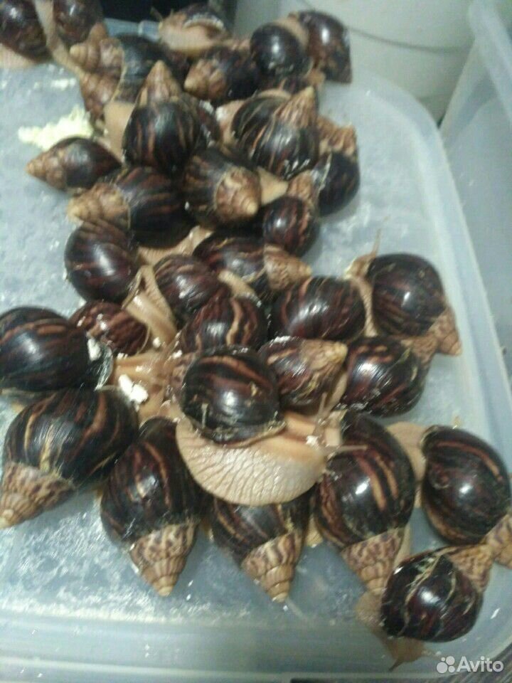 Улитки, ахатины, даром