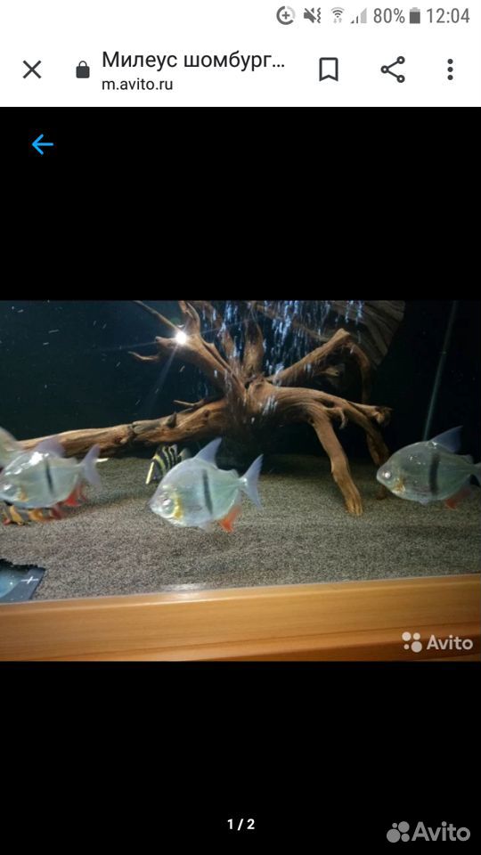 Милеус шомбурга