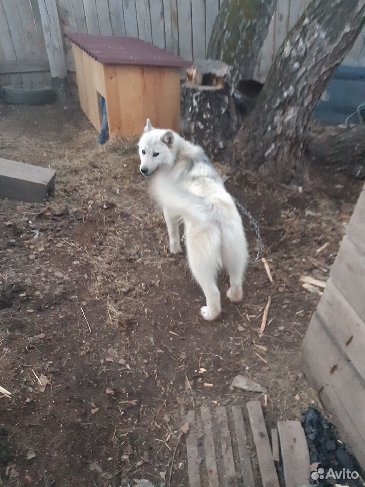 Собака