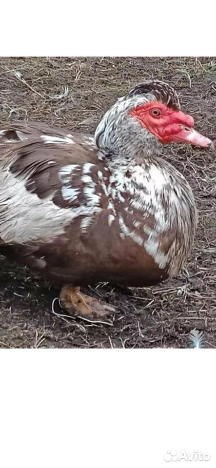 Селезень индоутки