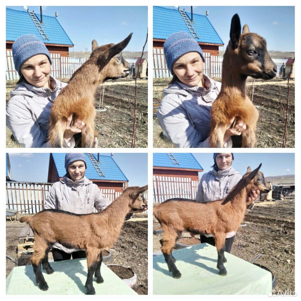 Козлята чешские