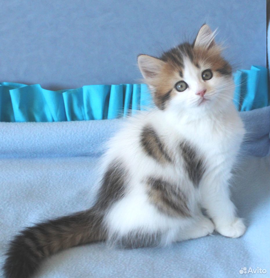 Шотландский котик (Листик)