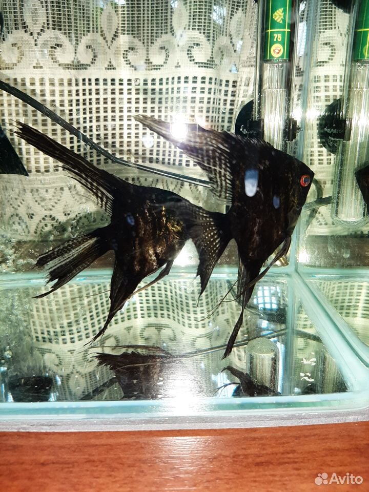 Пара скалярий