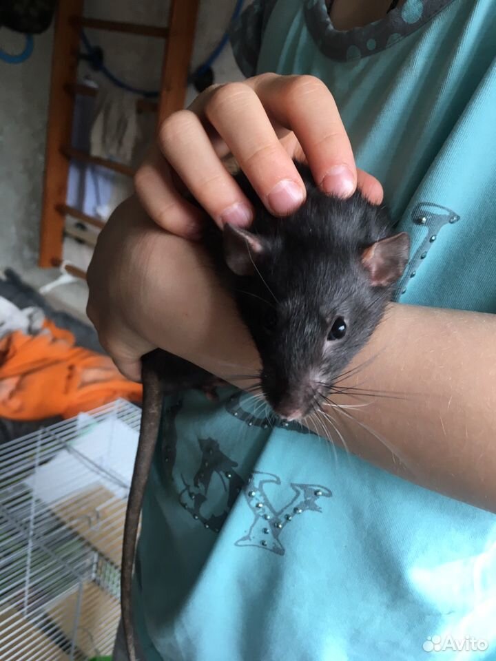 Крыса Дамбо