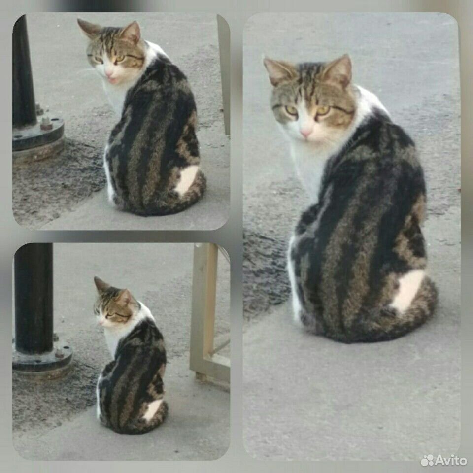 Отдам в хорошие руки