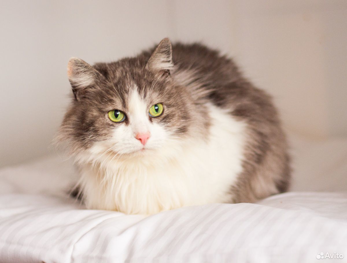 Кошка ищет дом