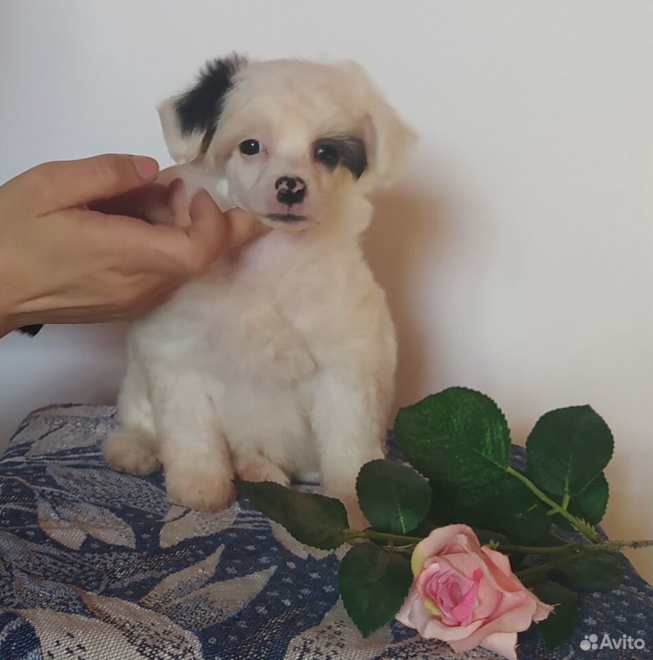 Породисты пуховый мальчик 2 мес