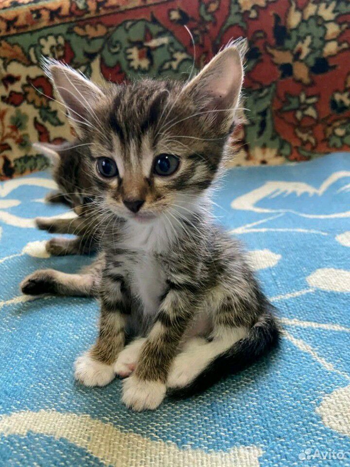 Воспитанные котята