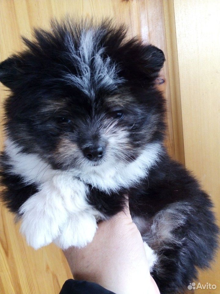 Ми ми мишка померашка