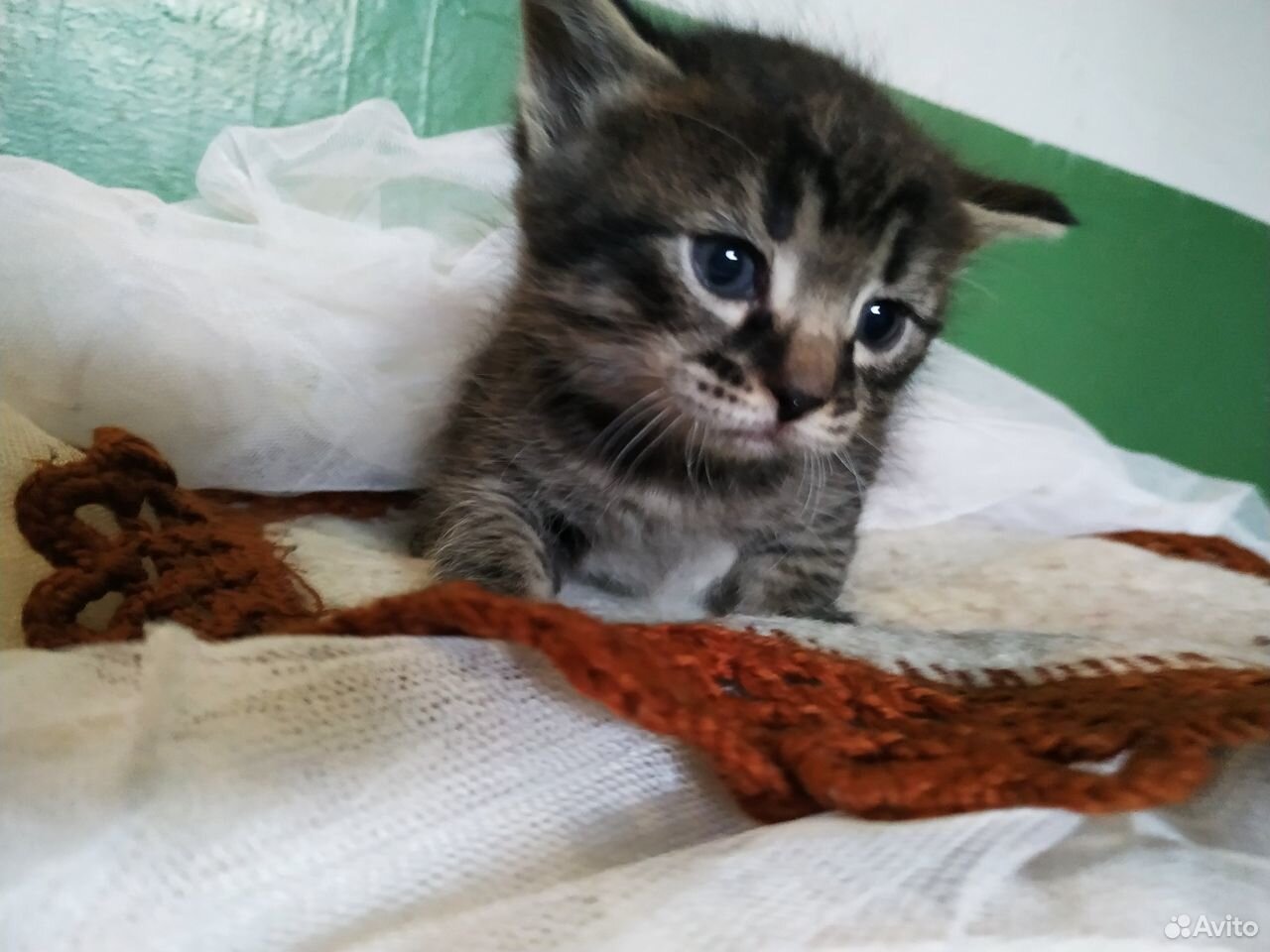 Котёнок и кошечка в добрые руки