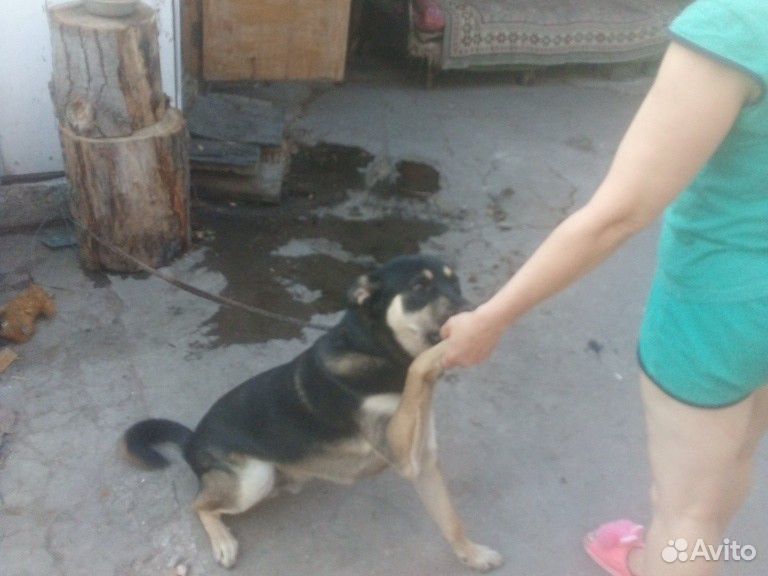Собака зовут Джек ему 10месяцев отдам в добрые рук