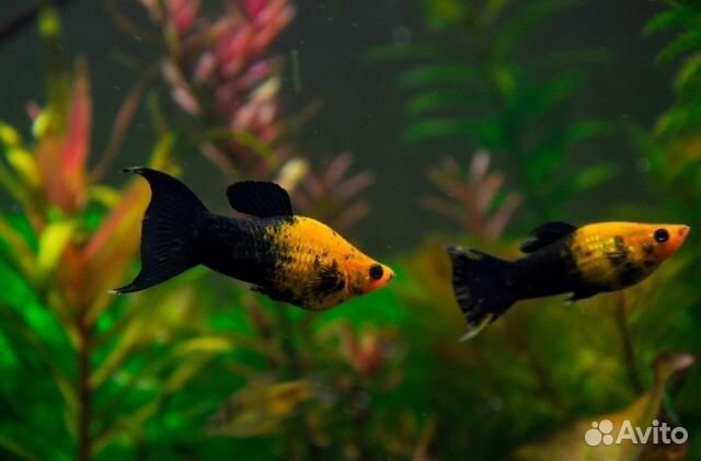 Малинезия (лира)