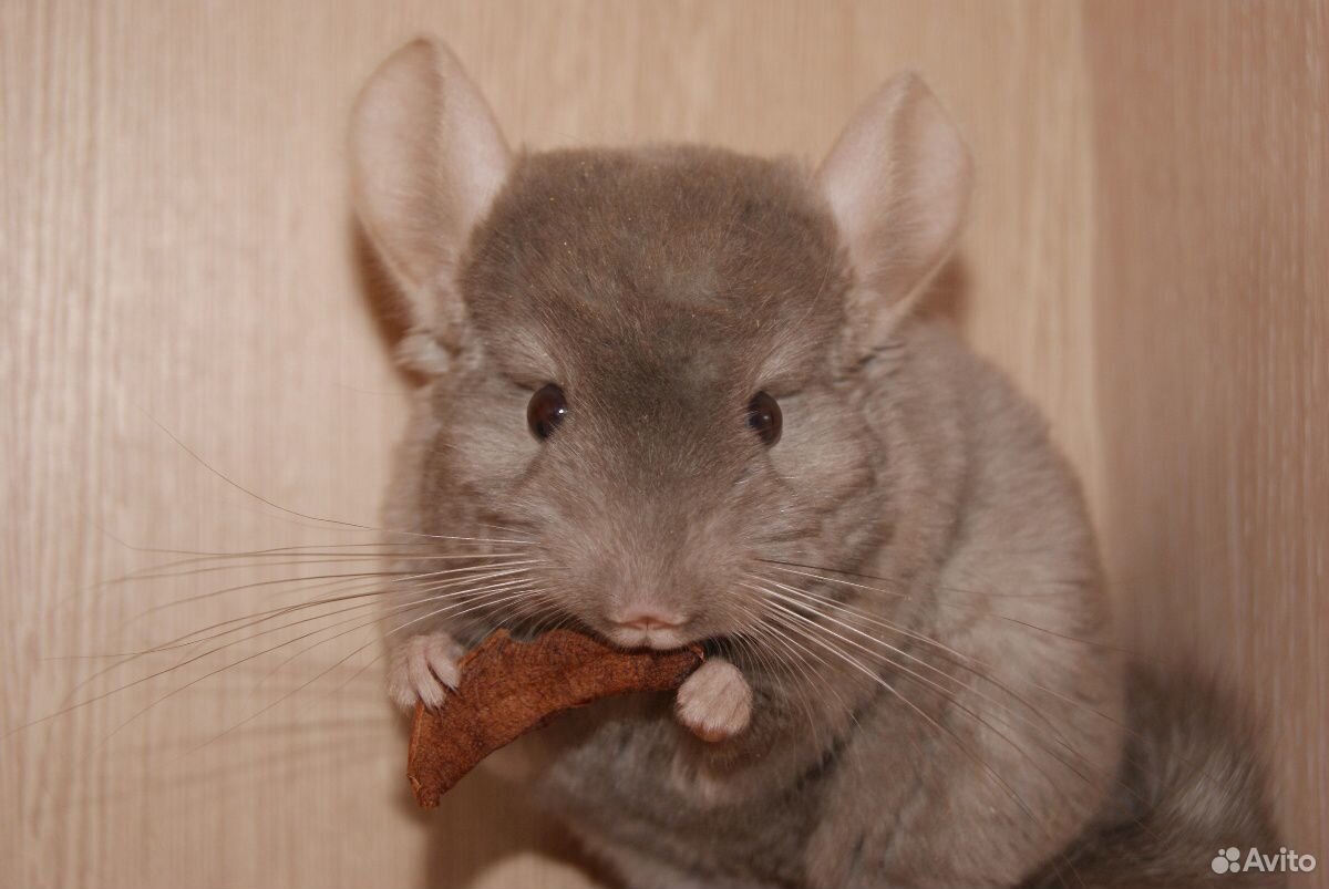 Шиншилла (Пастель, носитель Фио и Ангоры), самец