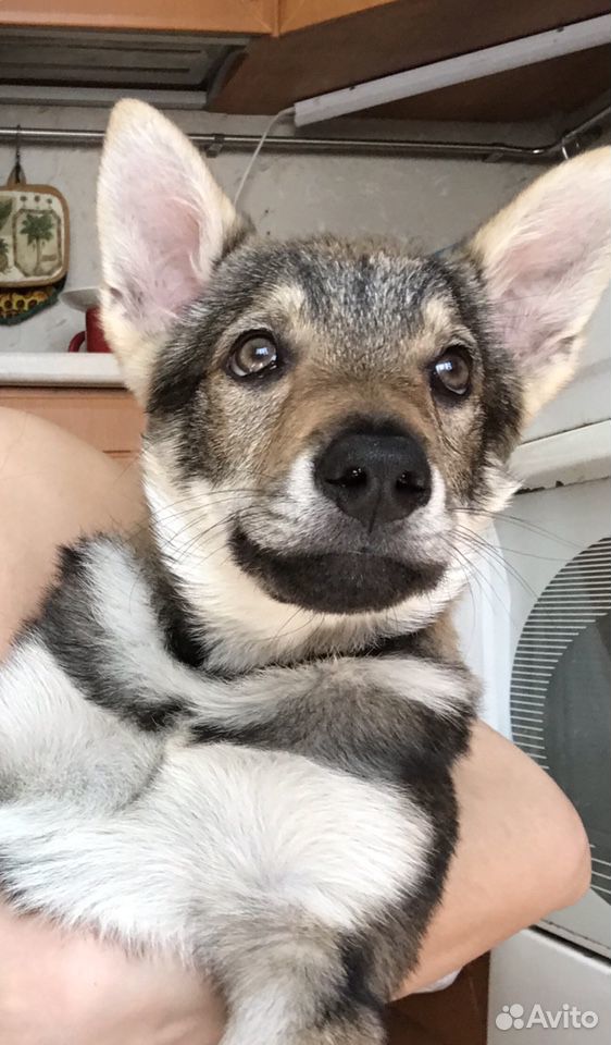 Чехословацкий влчак