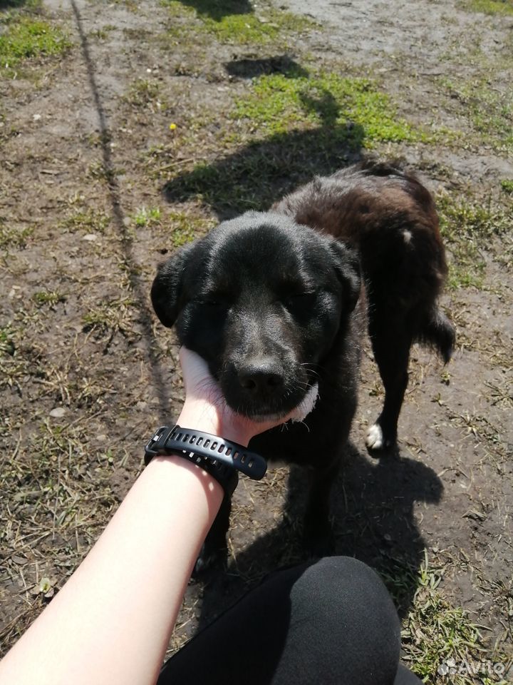 Щенок ищет дом