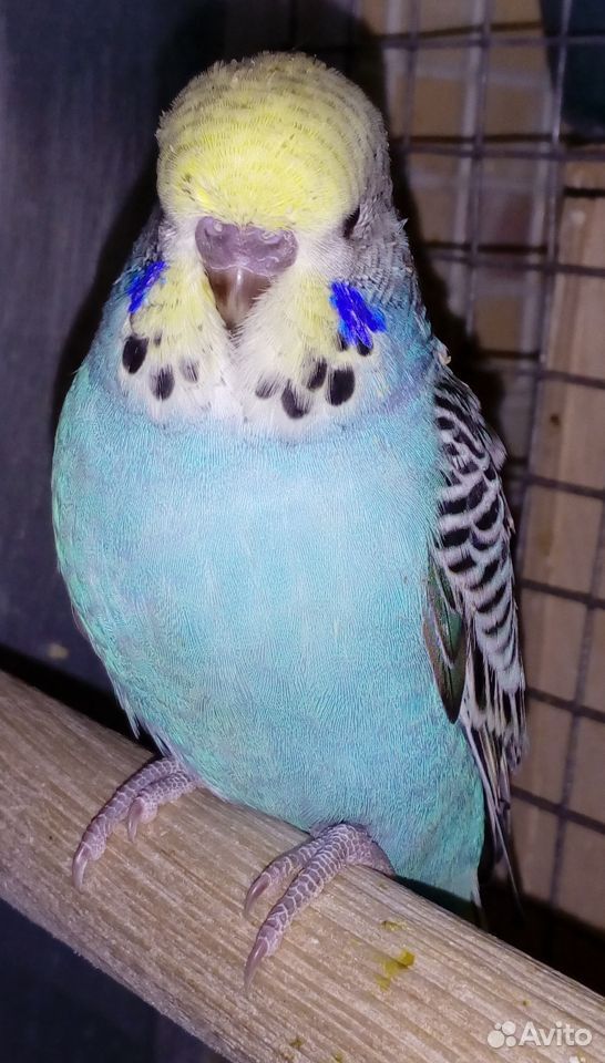 Птенчик из гнезда, самечик